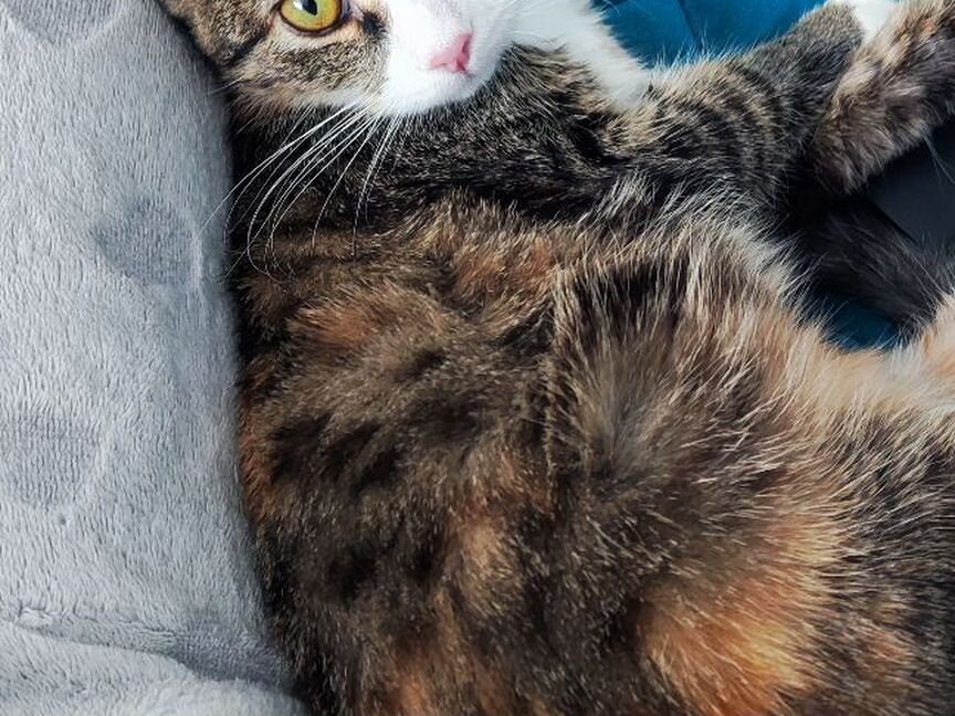 Кошка