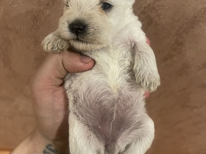 Белый цвергшнауцер