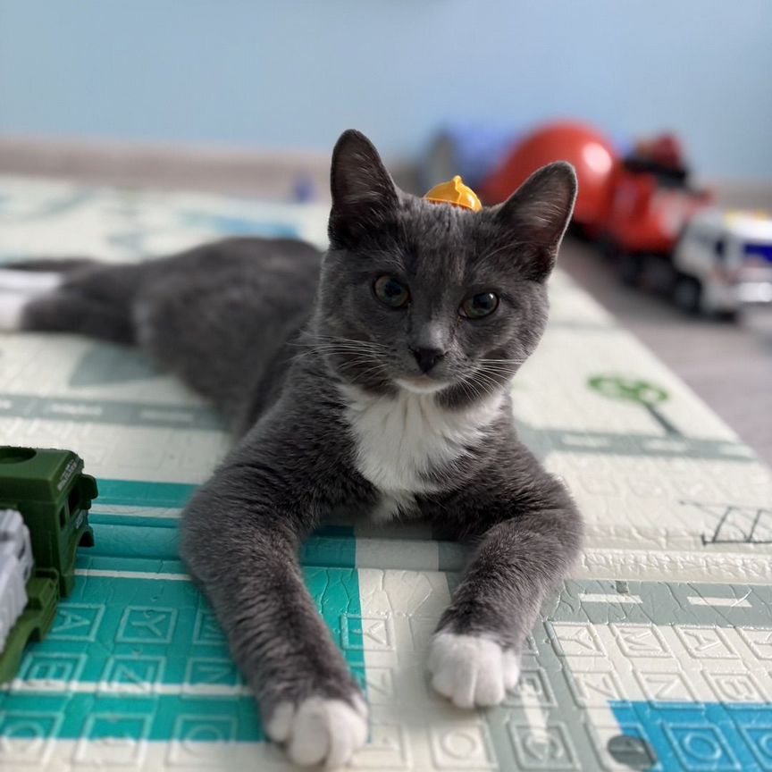 Кошечка Ханя в добрейшие руки