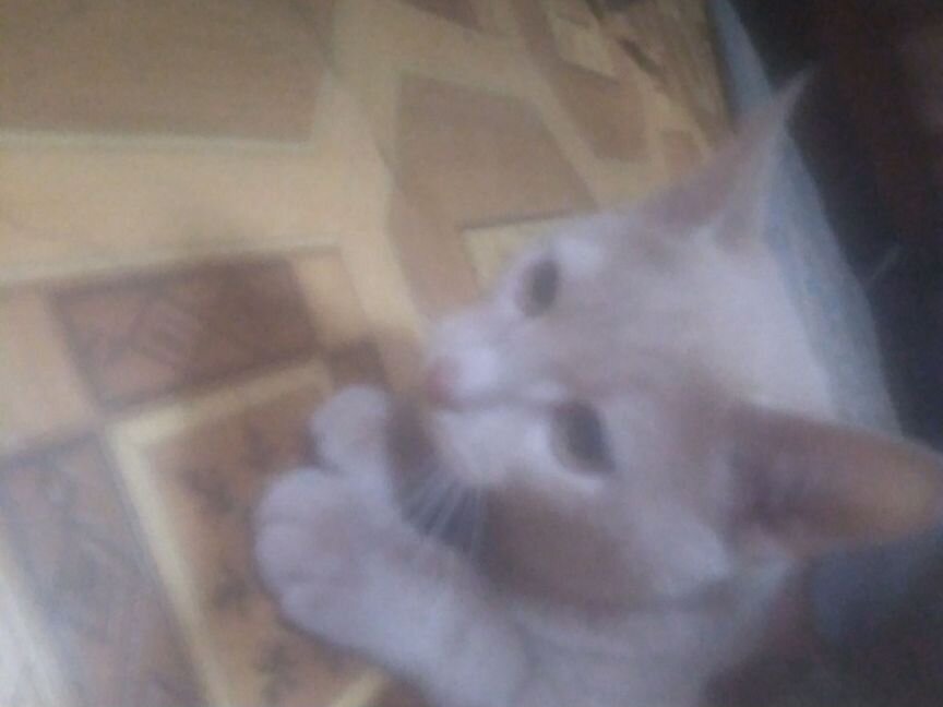 В добрые руки