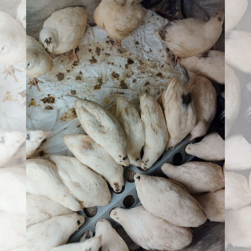 Перепела продажа