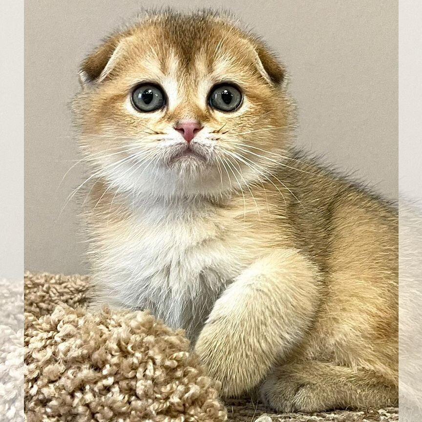 Шикарный вислоухий котенок Золотая шиншилла