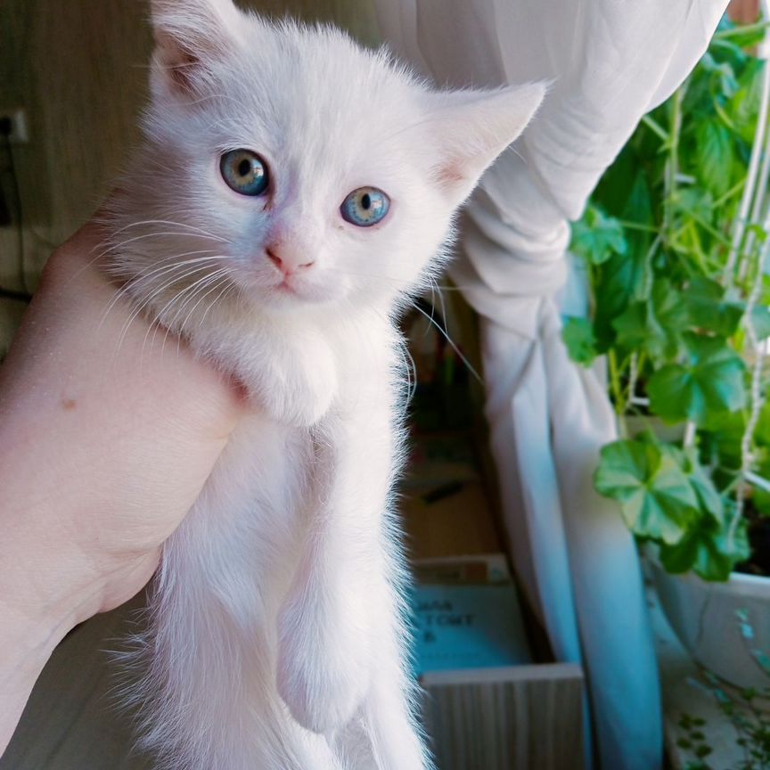 Белая кошечка