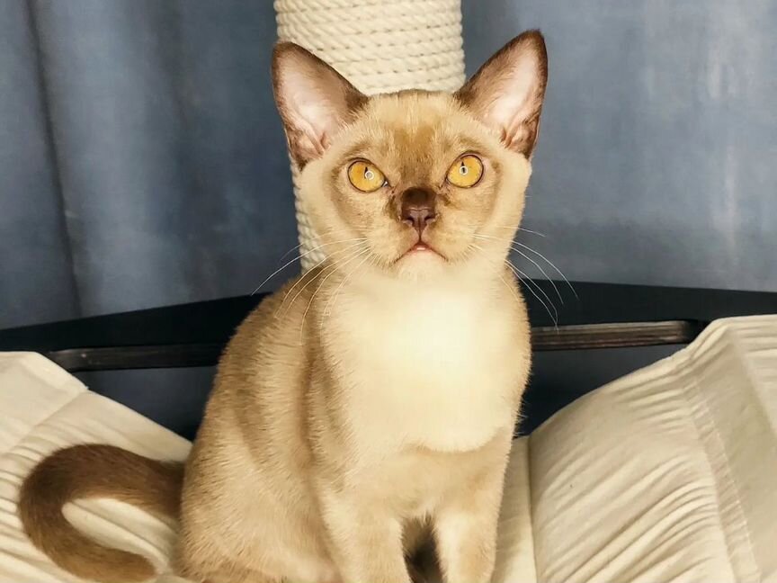 Котята бурманской кошки
