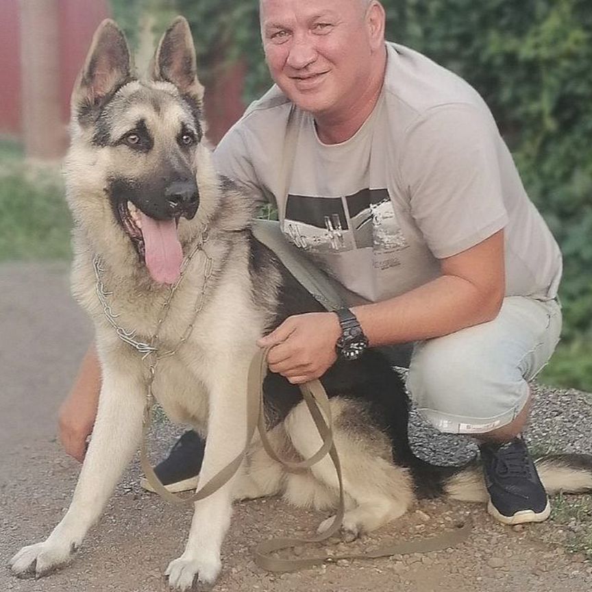 Вязка собак овчарка