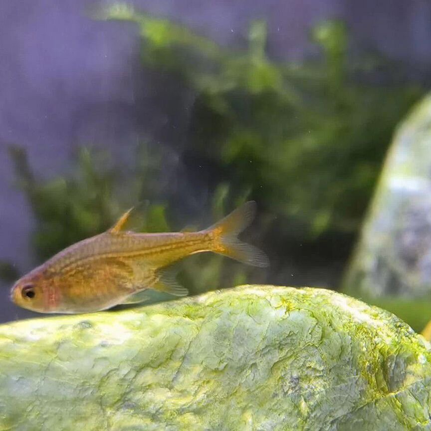 Тетра Аманда 5 шт