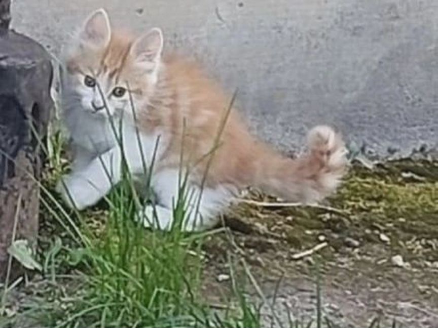 Котятам нужна передержка или дом