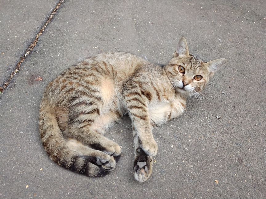 Котёнок Маруся ищет дом