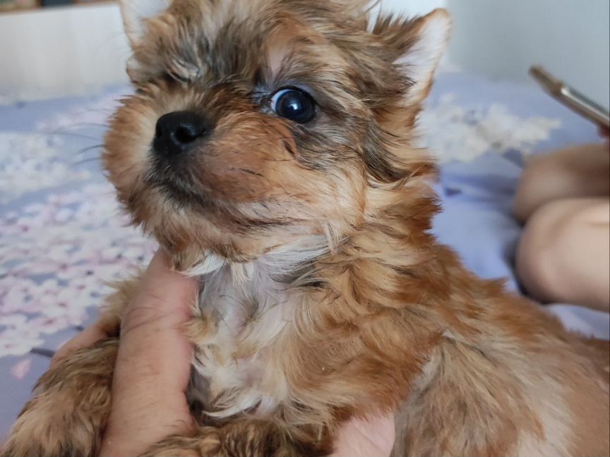 Золотой Йорк