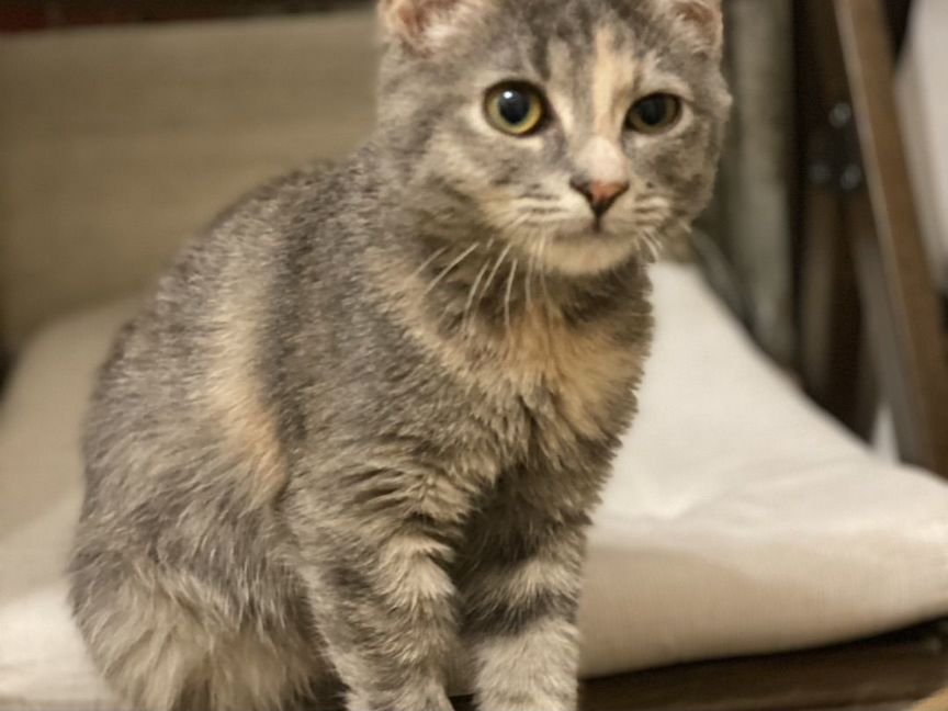 Котёнок девочка 4,5 месяца Бесплатно