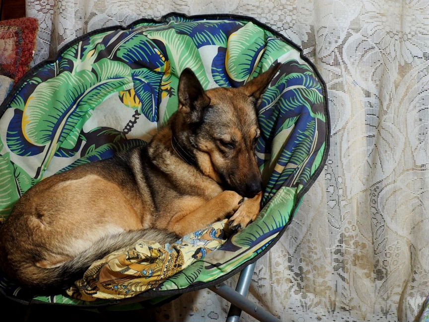 Ласковая Керри ищет дом/передержку