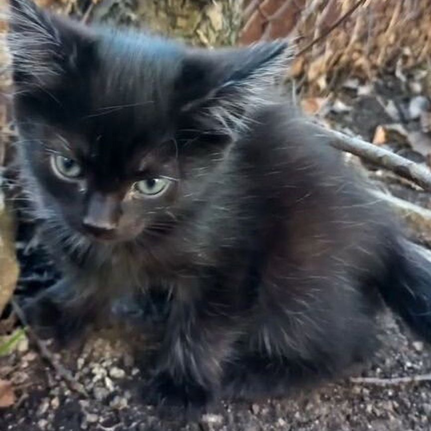 Котёнок в добрые руки