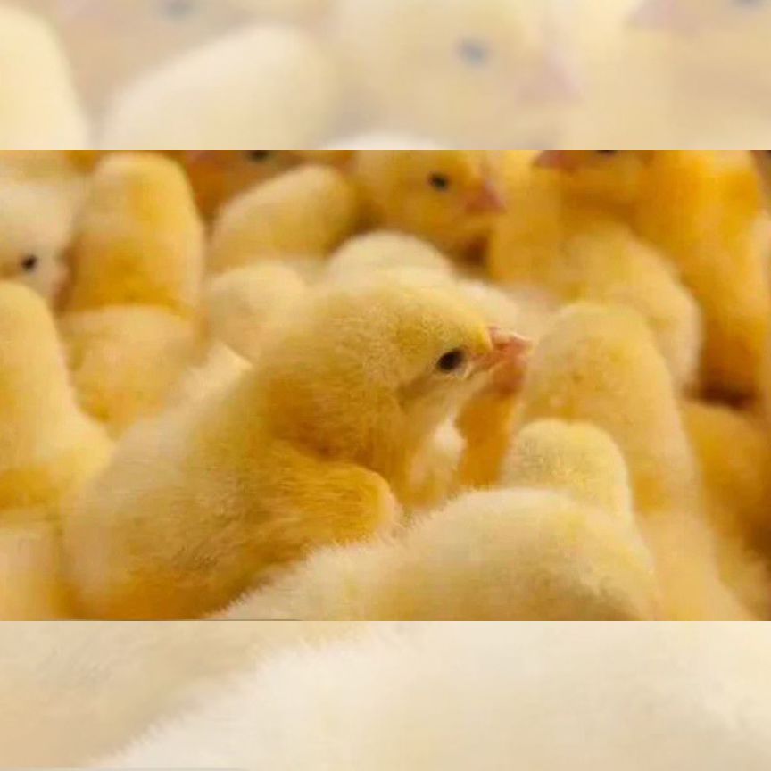 Цыплята бройлеры" Арбор Айкрес"