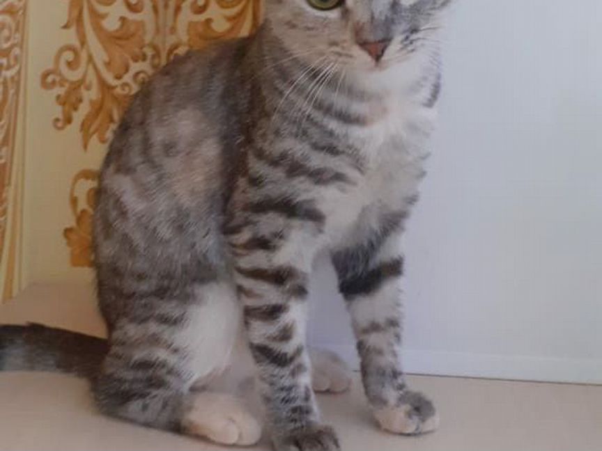 Кошечка в добрые руки