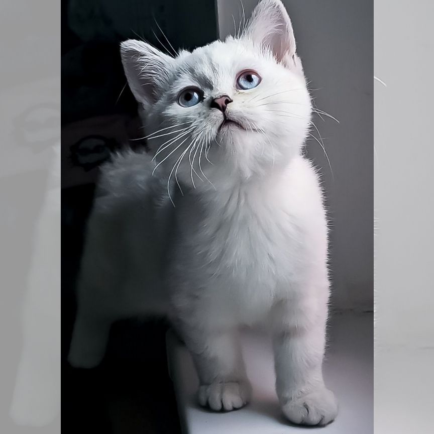 Скоттиш-страйт девочка