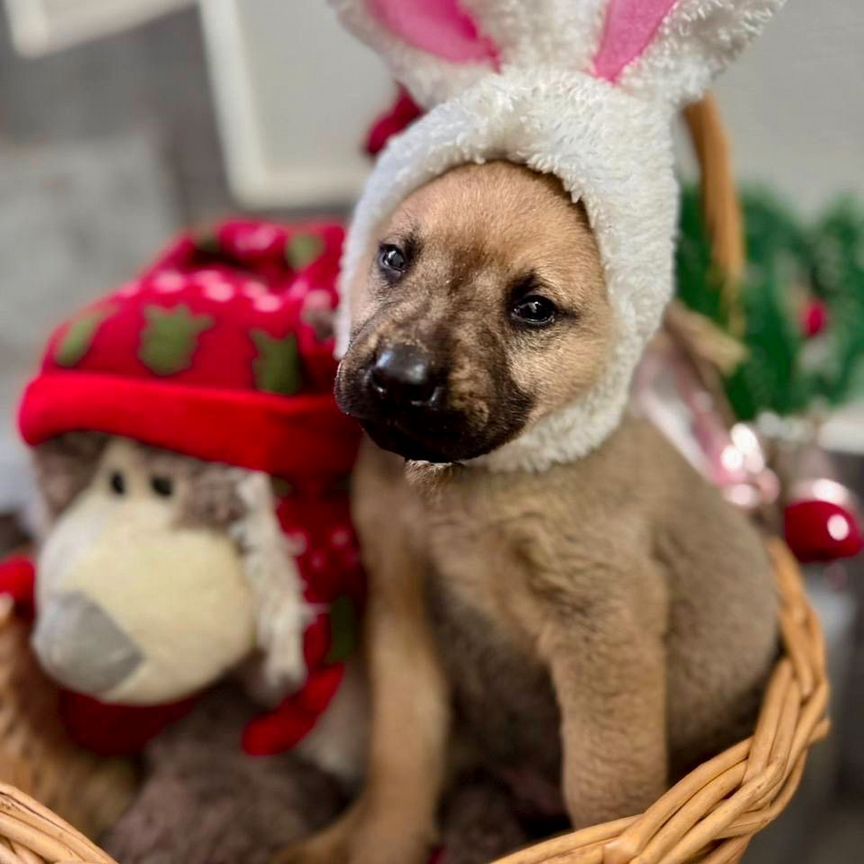 Щенок мальчик