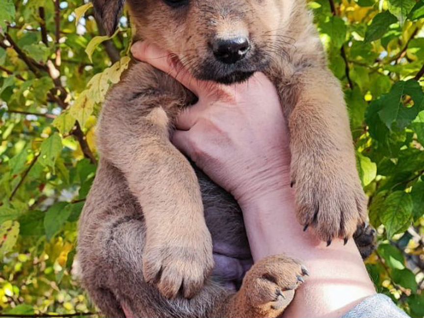 Собака в добрые руки