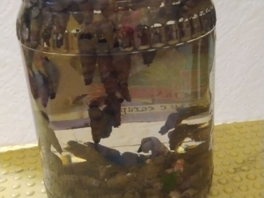 Улитки мелании