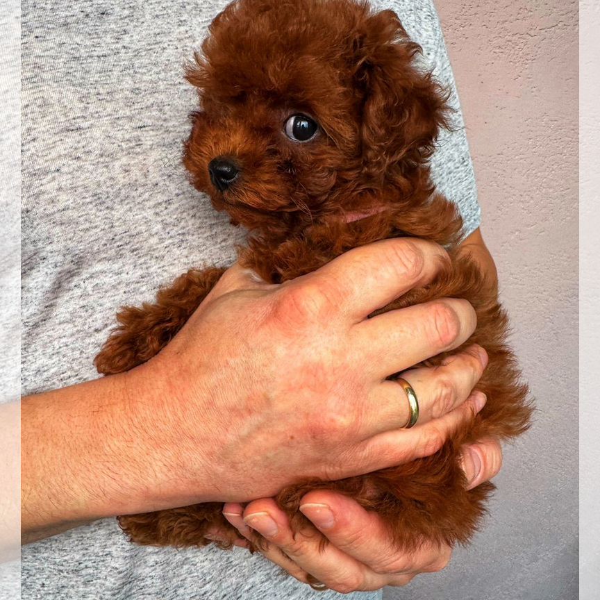 Той-пудель, щенок