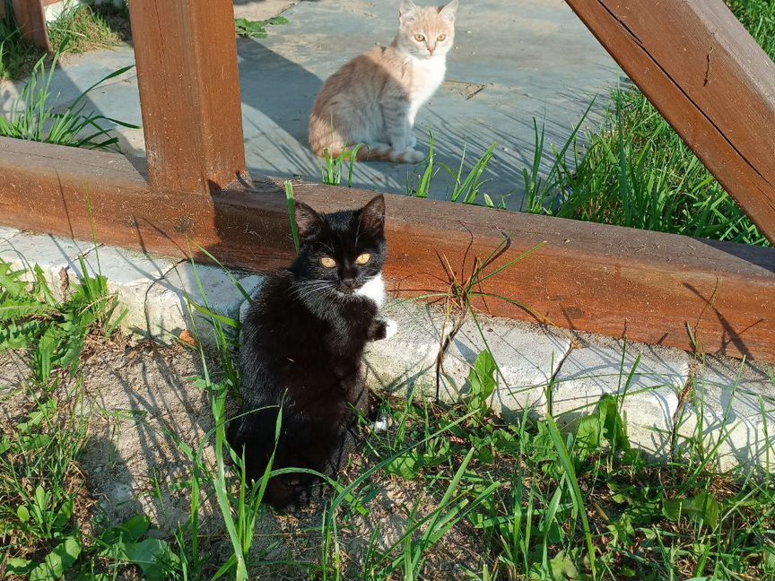 Котята в добрые руки
