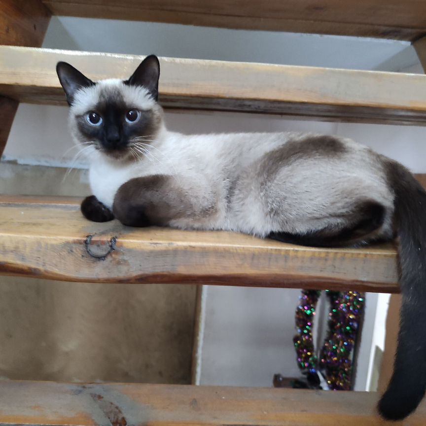 Вязка с котом тайским