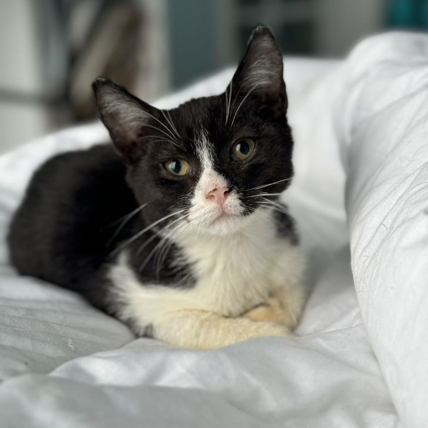 Котенок в добрые руки