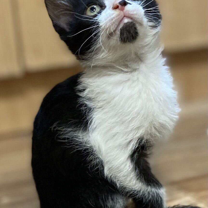 Котенок в добрые руки