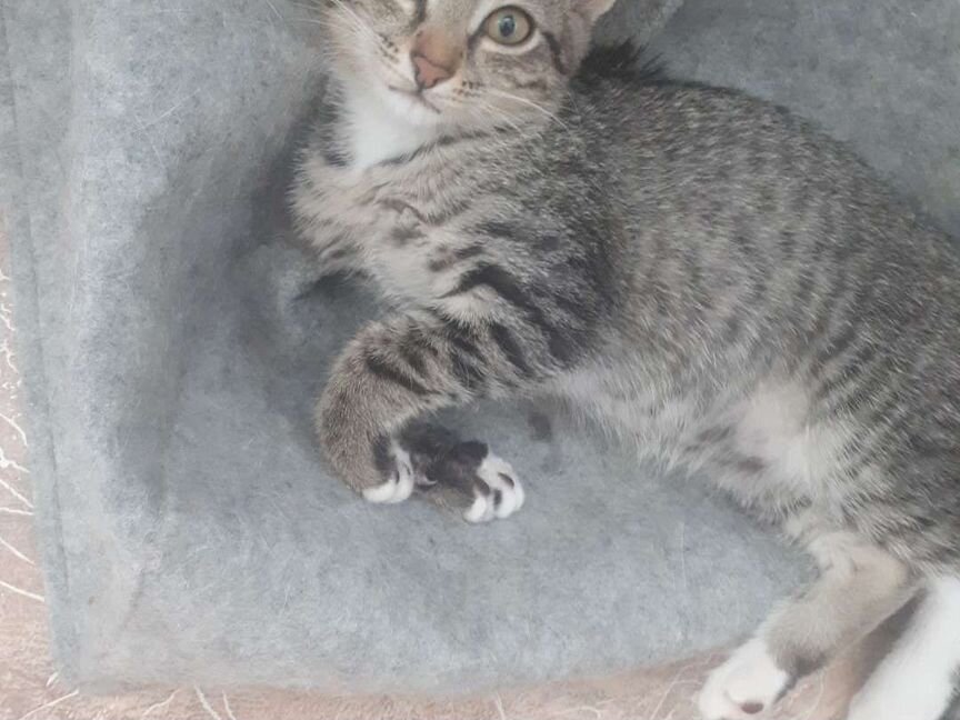 Котик