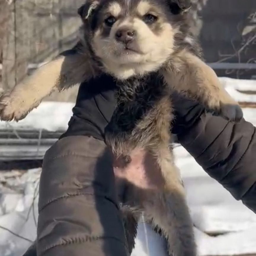 Щеночки в добрые руки