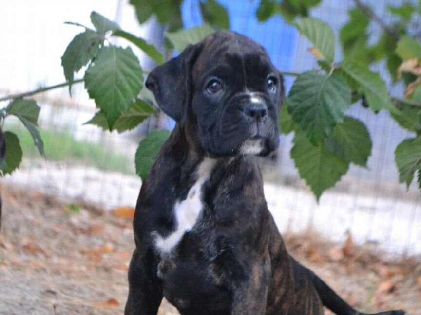 Боксер тигровый