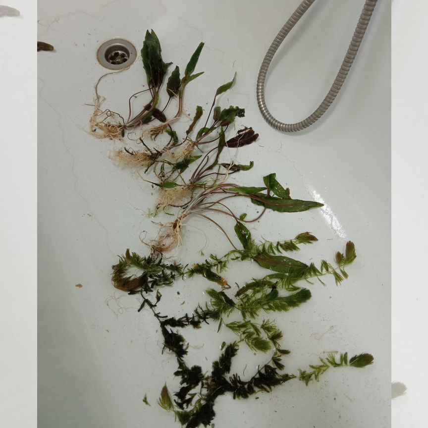 Аквариумные растения прополка