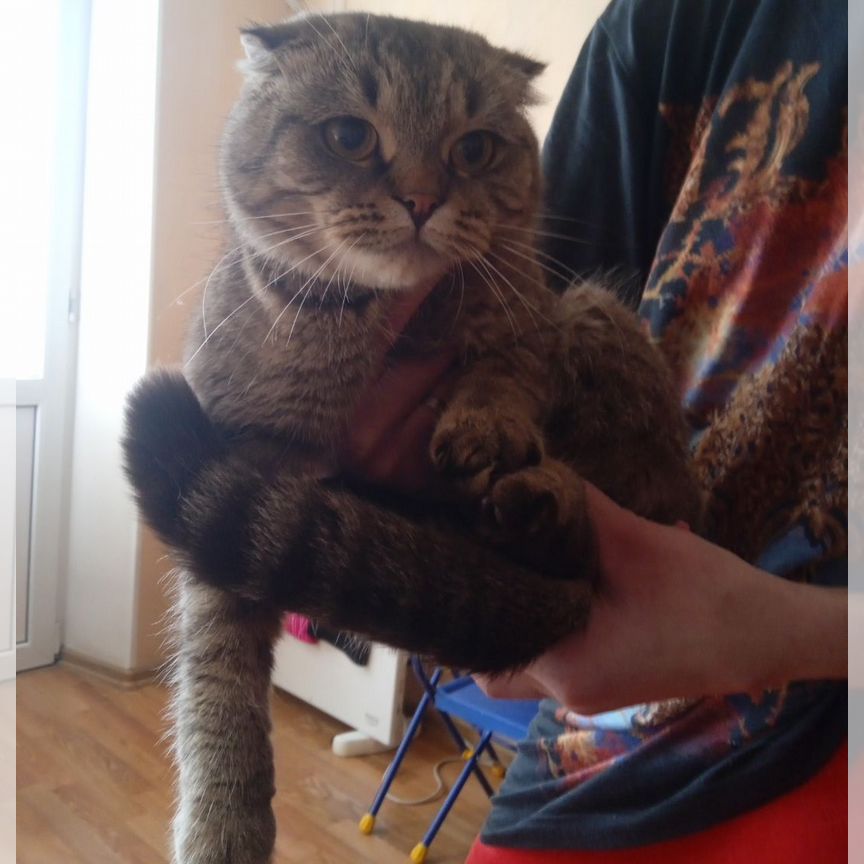 Шотландская вислоухая кошка бесплатно