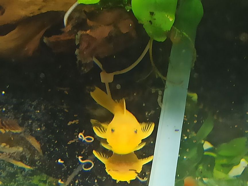 Анциструс (присоска)