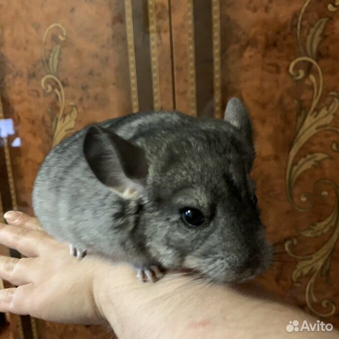 Серебристая шиншилла
