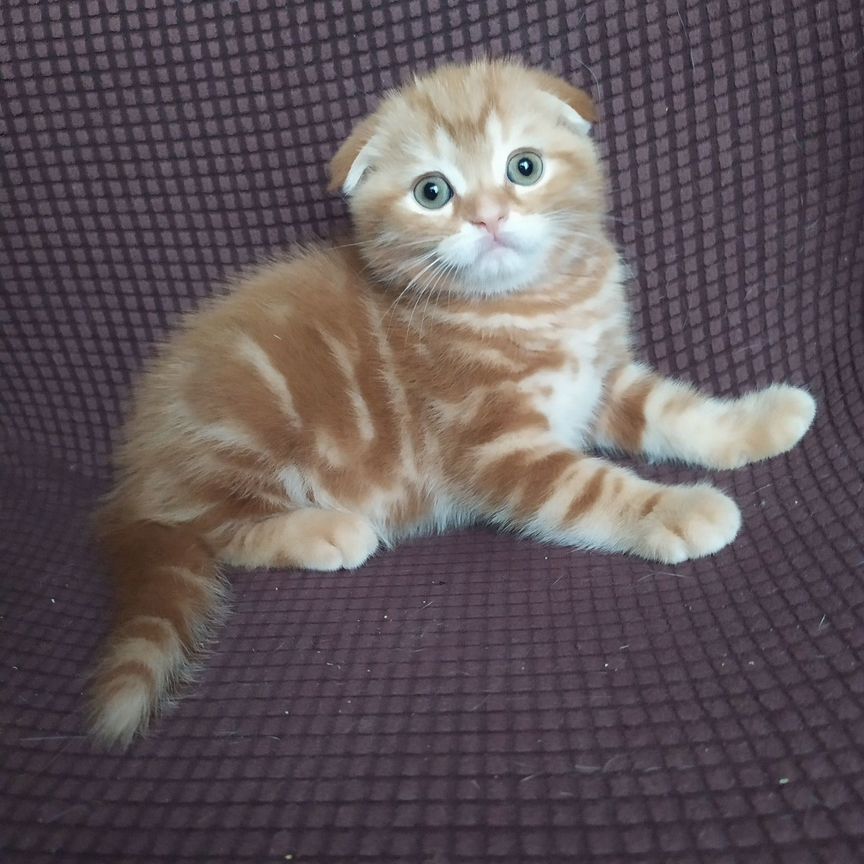 Скоттиш фолд красный мрамор