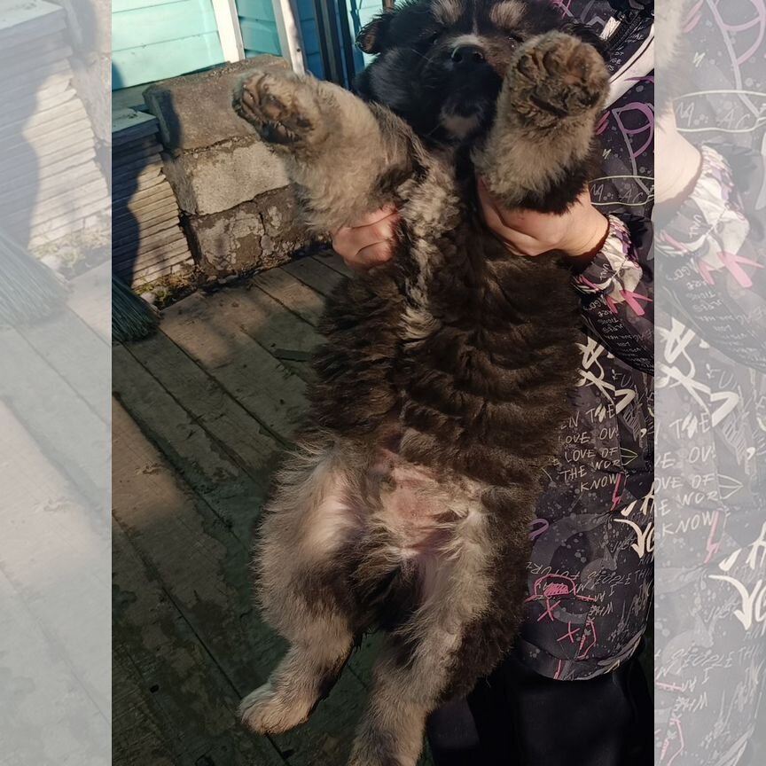 Щенок от частного владельца