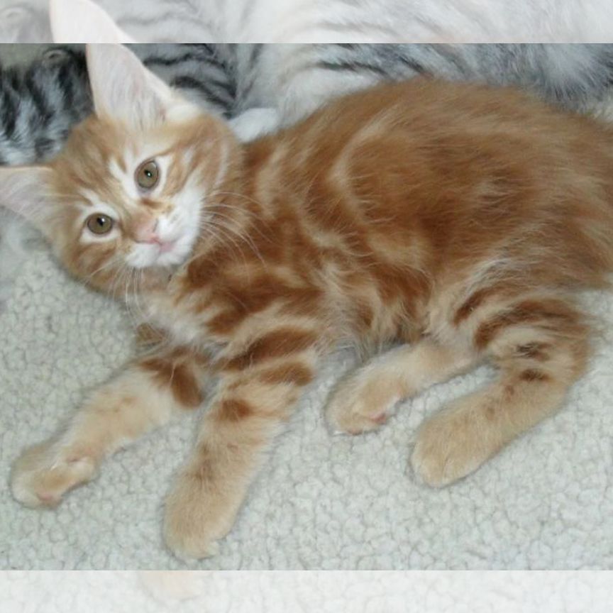 Новогодние котята