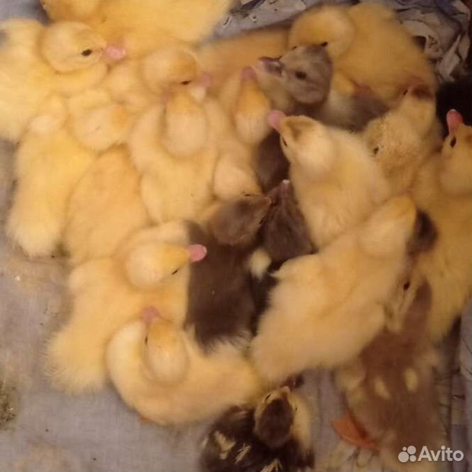 Утиные яйца