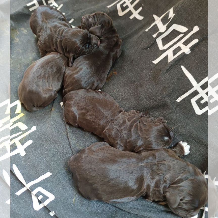 Русский охотничий спаниель, щенок