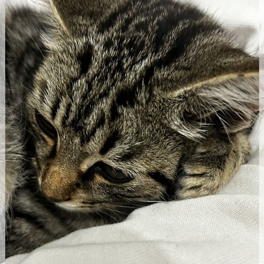 Котёнок
