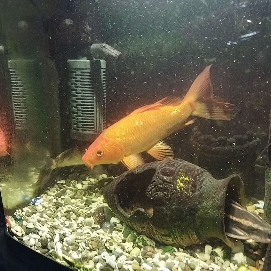 Живая рыба для пруда, карпы Кои 1 пара