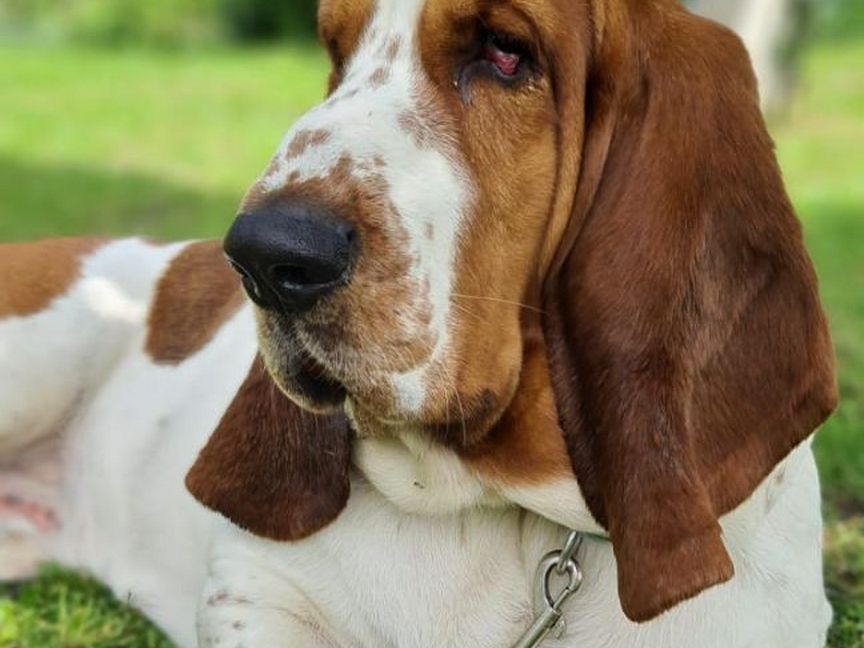 Бассет хаунд