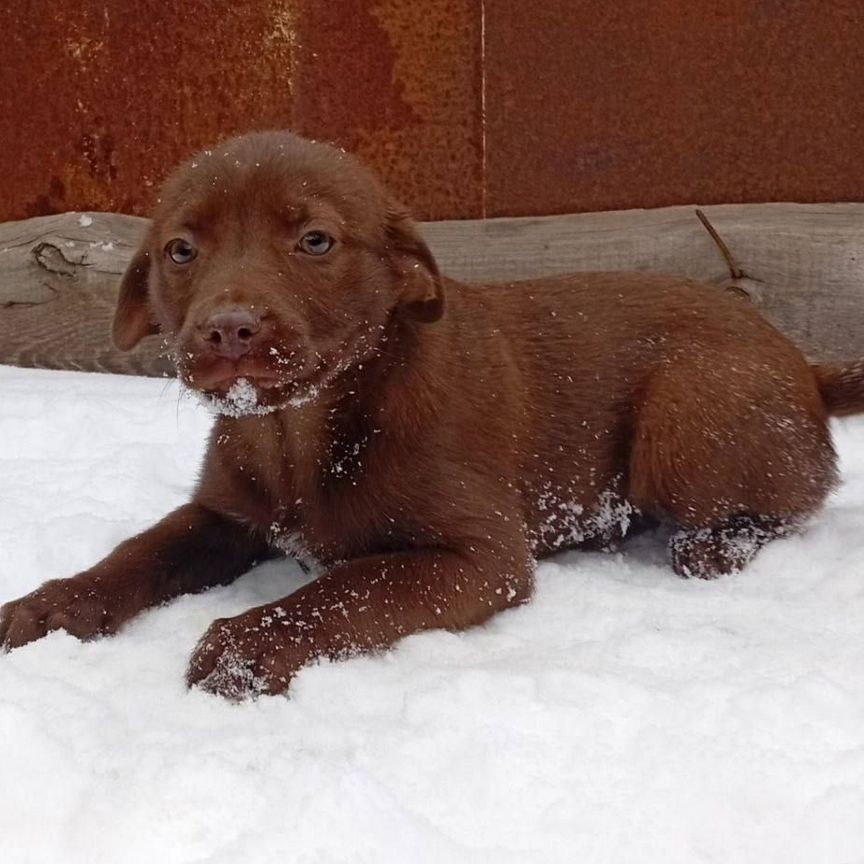 Лабрадор-ретривер, щенок