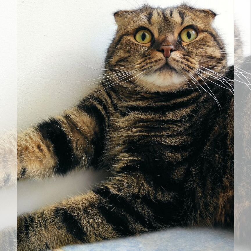 Отдам котика в добрые руки