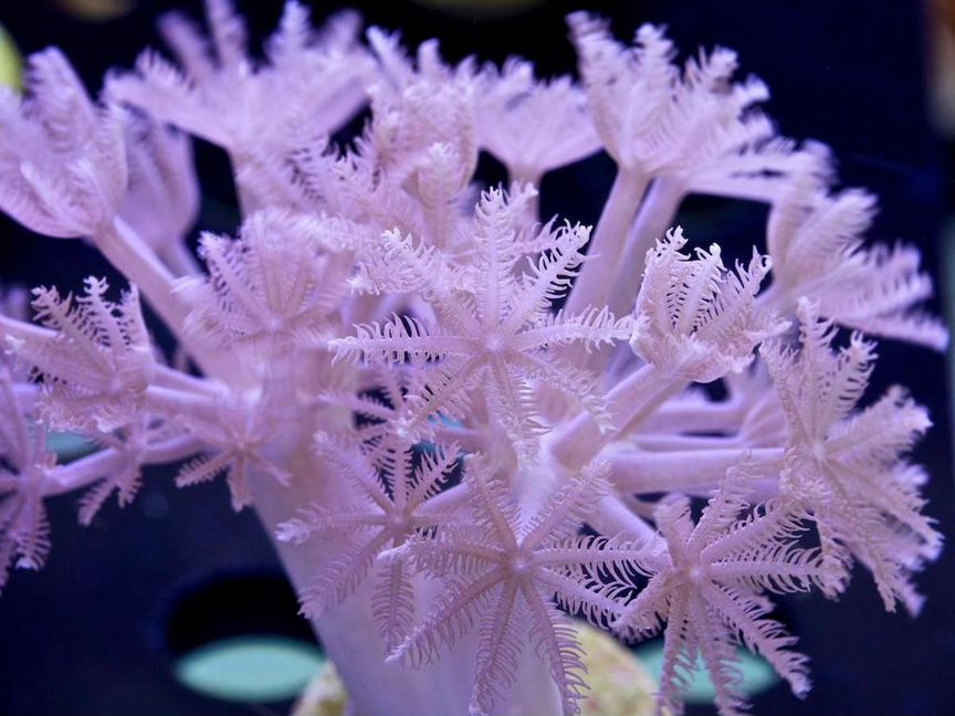 Ксения пульсирующая коралл