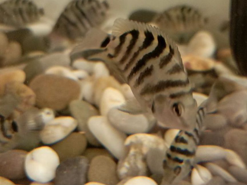 Рыбка сапфировый попугай