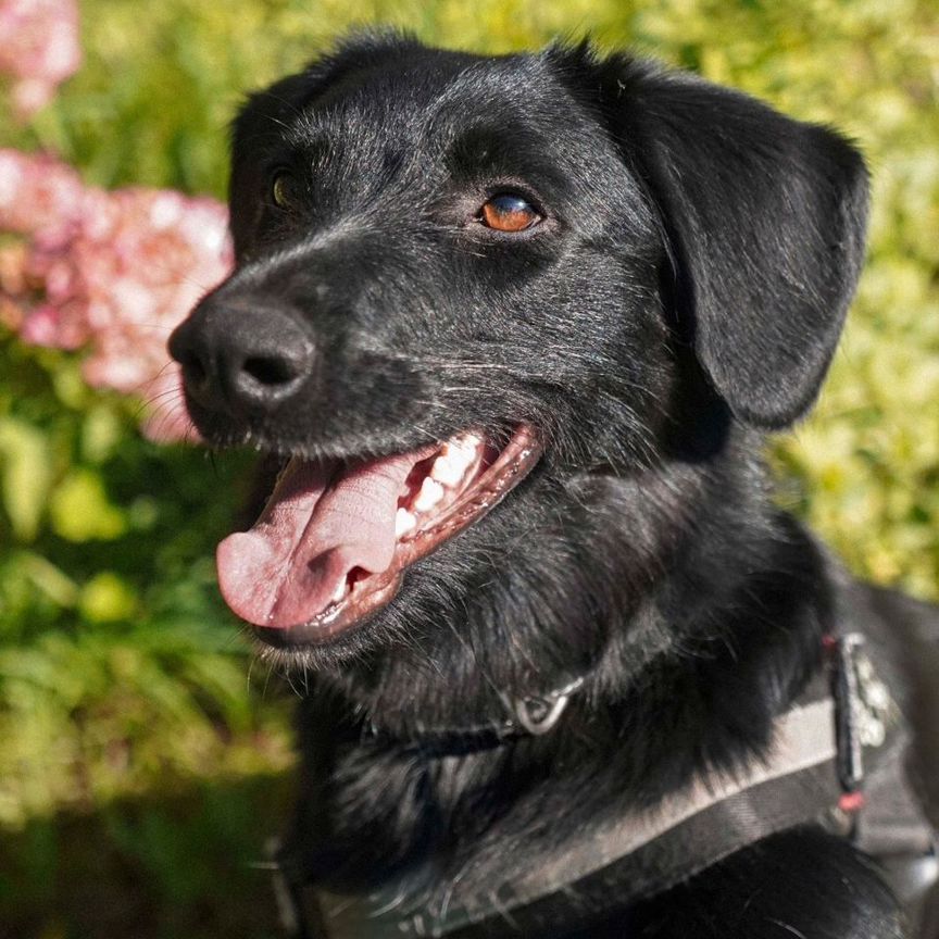 Добрая Сонечка в заботливые руки