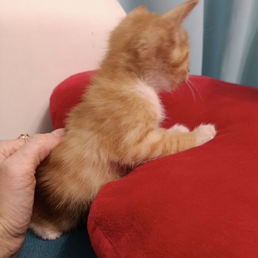 Рыжий котенок в добрые руки, девочка
