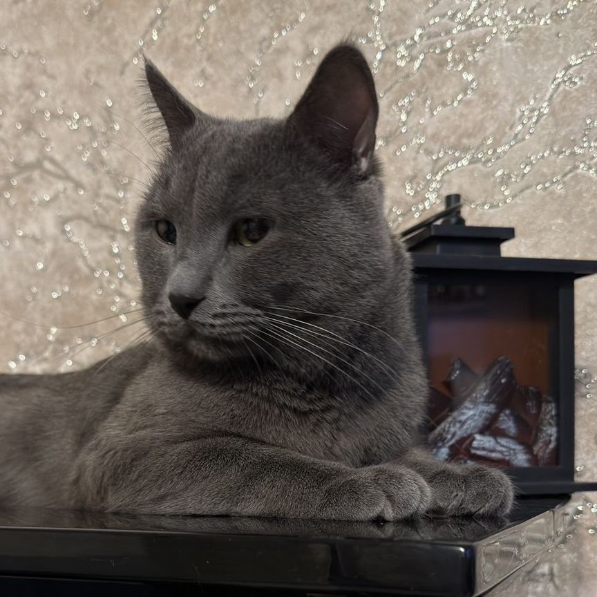 Русский голубой кот, вязка