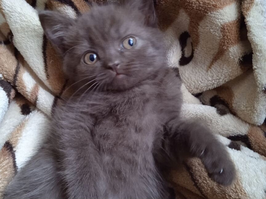 Отдам в добрые руки котят